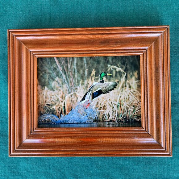 Vintage | Accents | Vintage Framed Photo Of Mallard Duck In Solid Wood ...